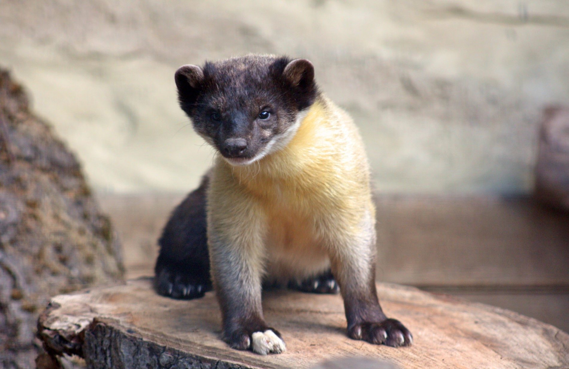 Yellow-throated marten - Zoo Dresden