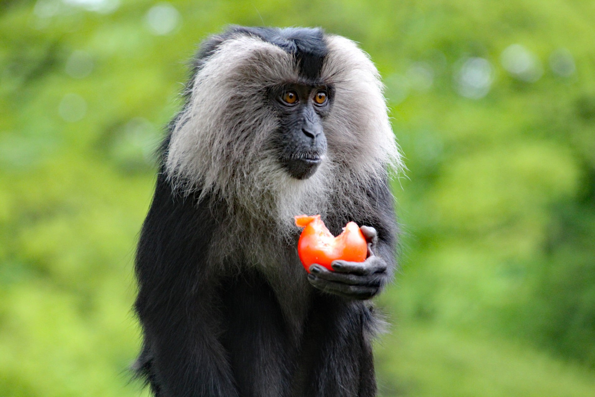 Bartaffe - Zoo Dresden