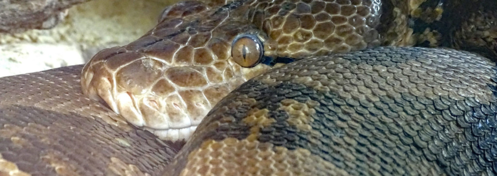Reticulated Python - Zoo Dresden