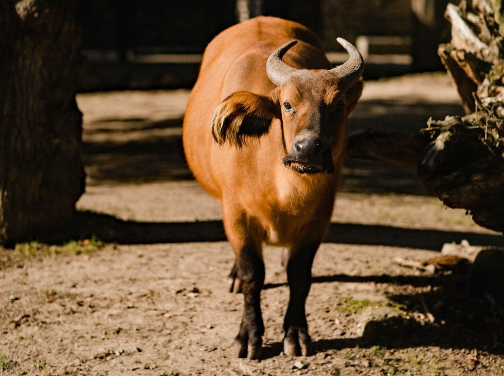 African forest buffalo - Zoo Dresden