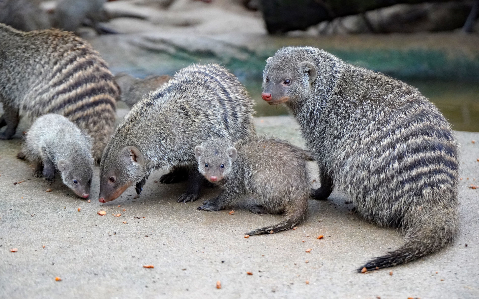 Zebramangustennachwuchs - Zoo Dresden