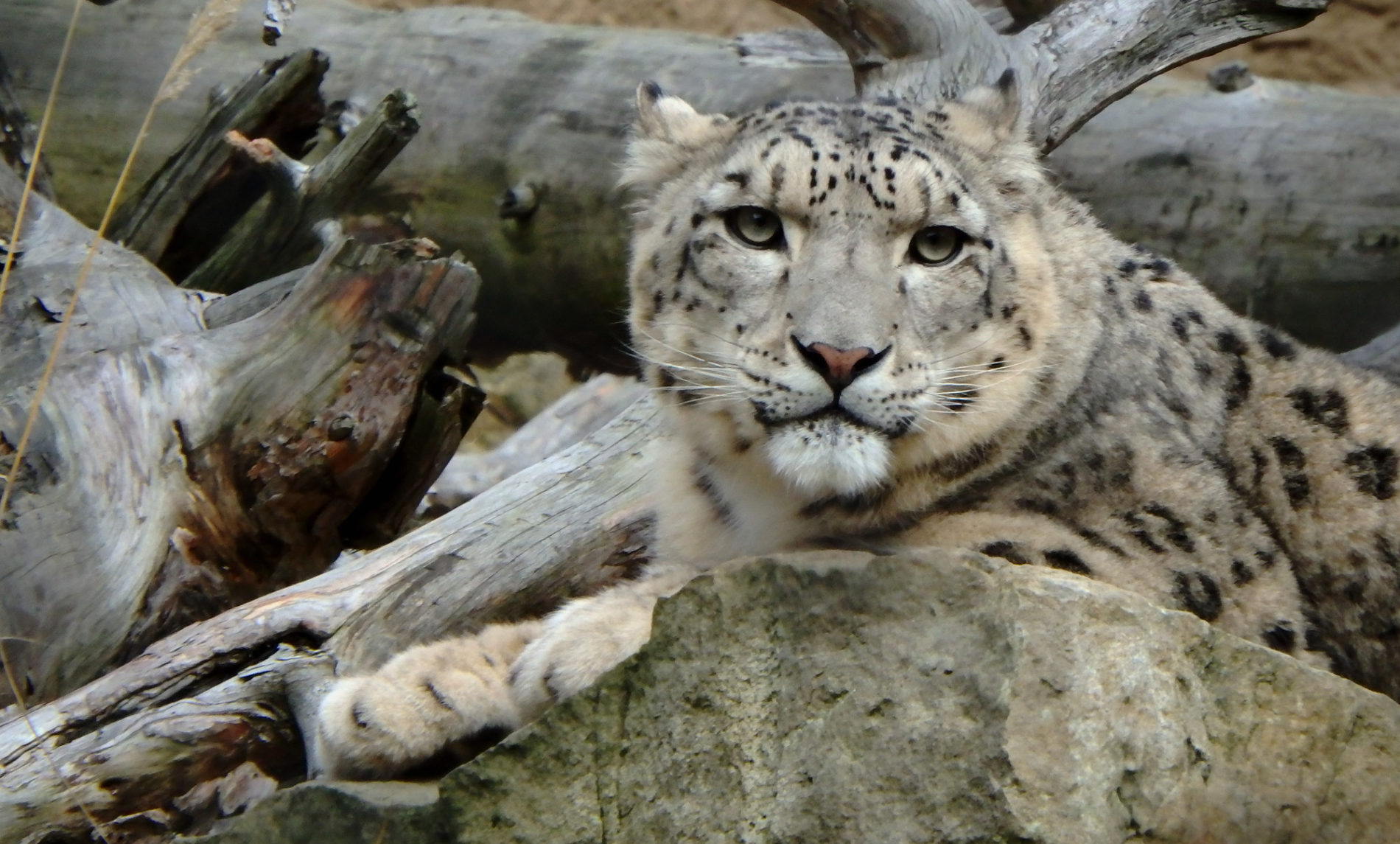 Willkommen im Zoo Dresden | Tierisch was erleben - Zoo Dresden