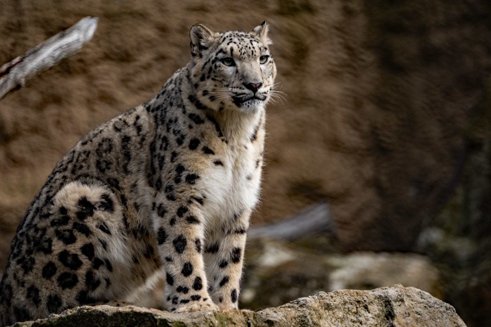 Schneeleopard - Zoo Dresden