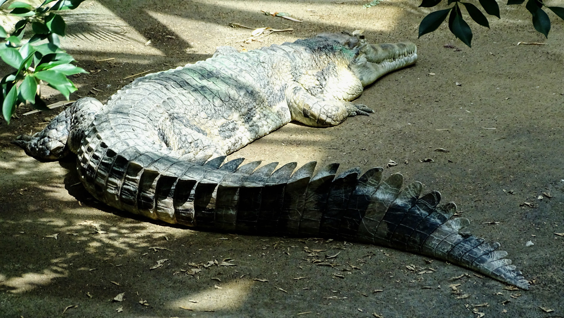 False gharial - Zoo Dresden