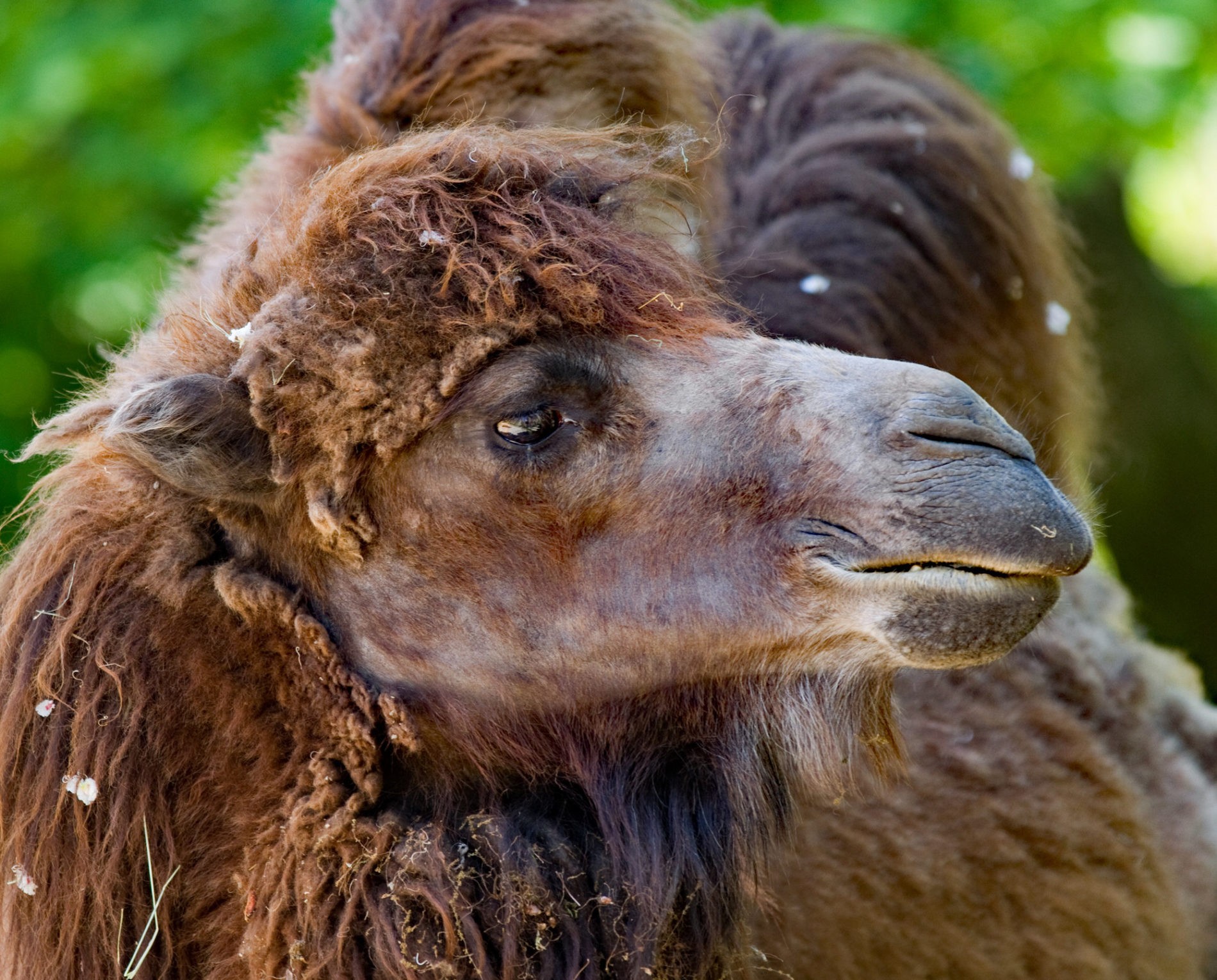 Samuel - Zoo Dresden
