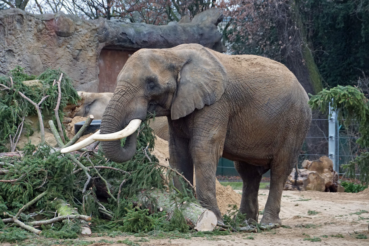 Willkommen im Zoo Dresden | Tierisch was erleben - Zoo Dresden
