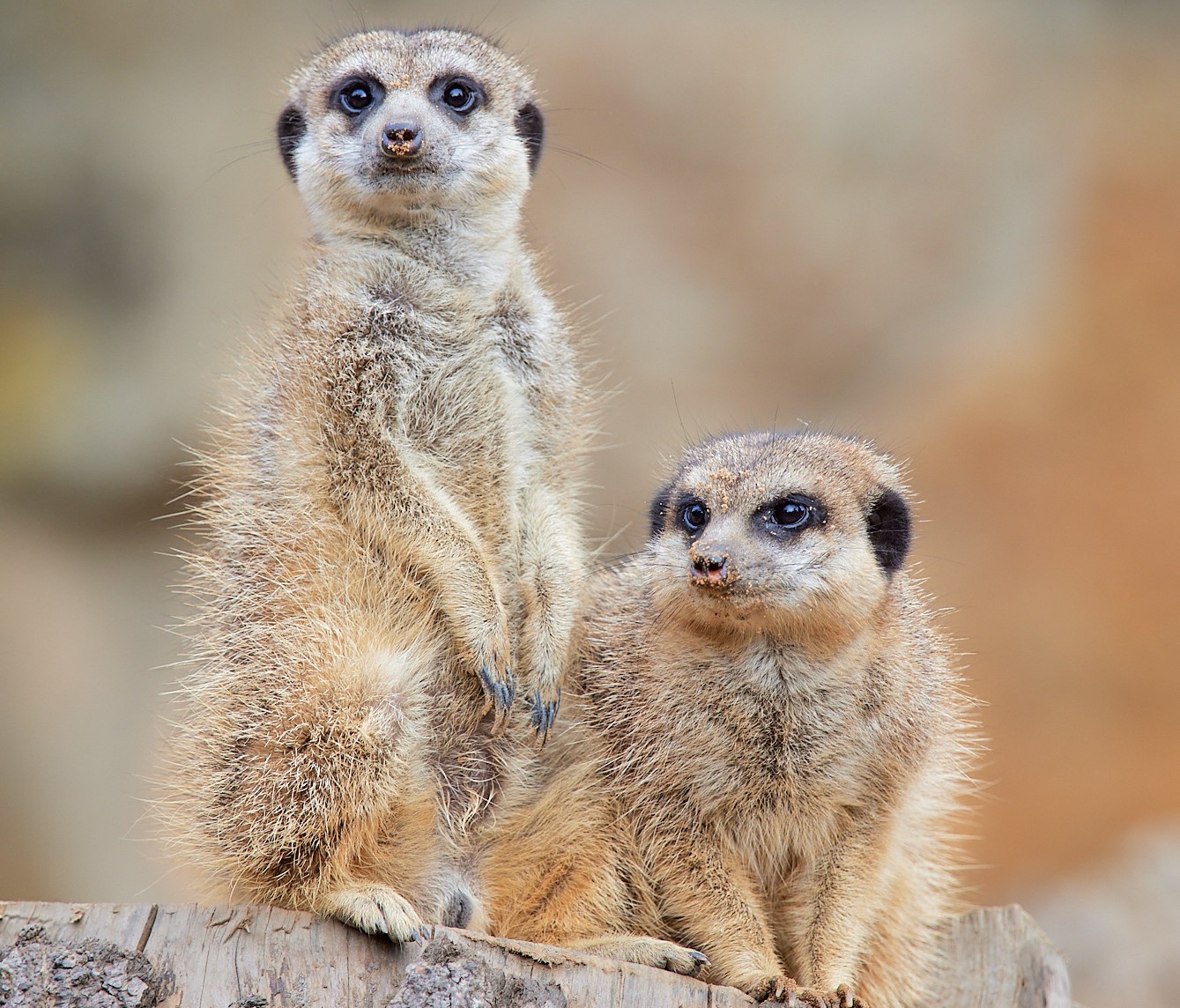 Erdmännchen - Zoo Dresden