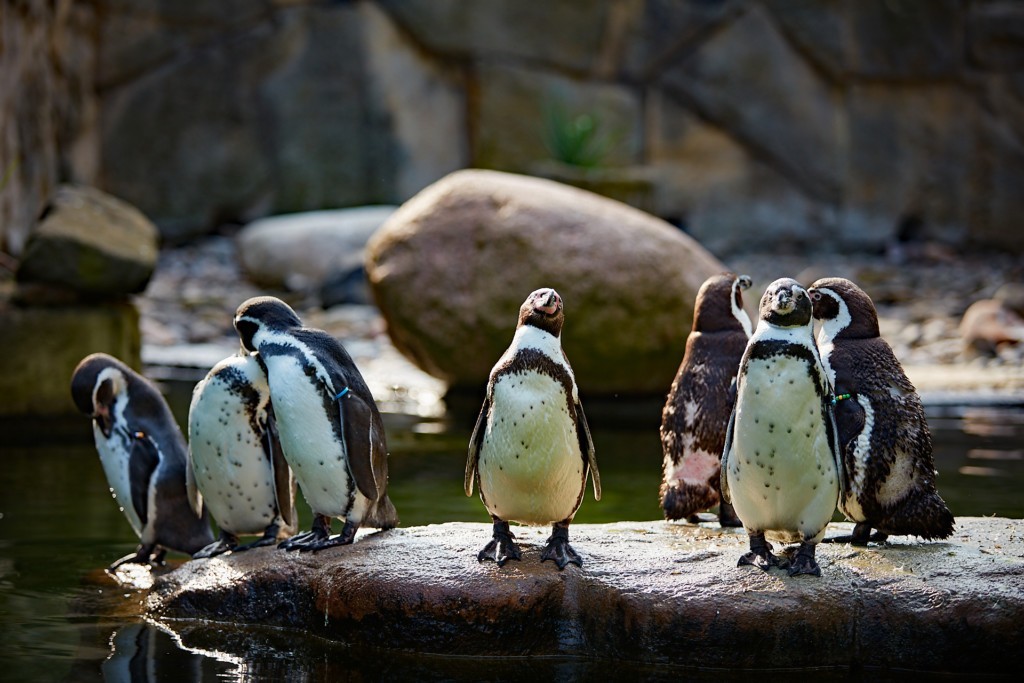 Willkommen im Zoo Dresden | Tierisch was erleben - Zoo Dresden