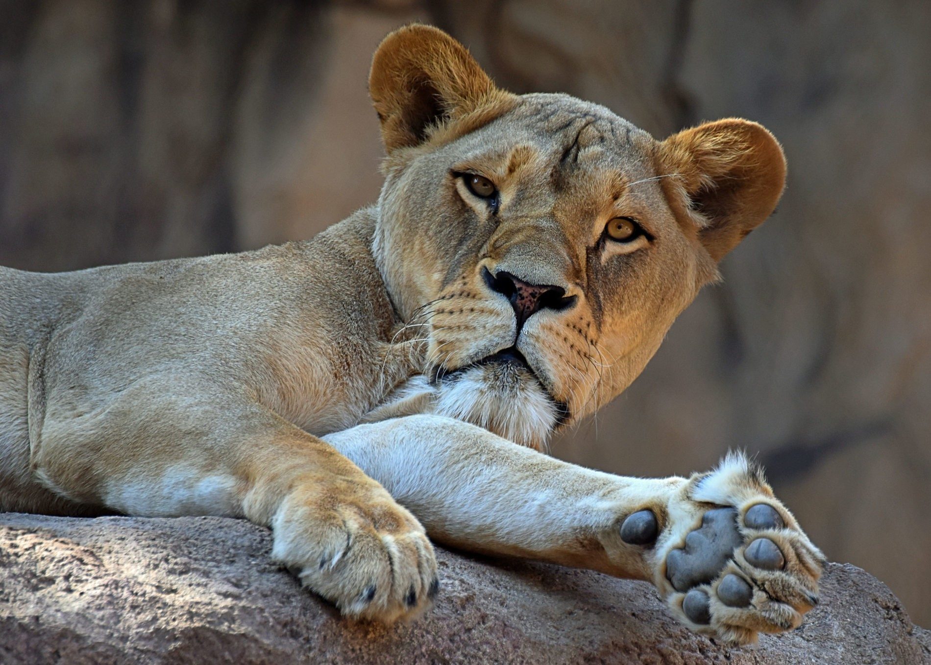 Lion - Zoo Dresden