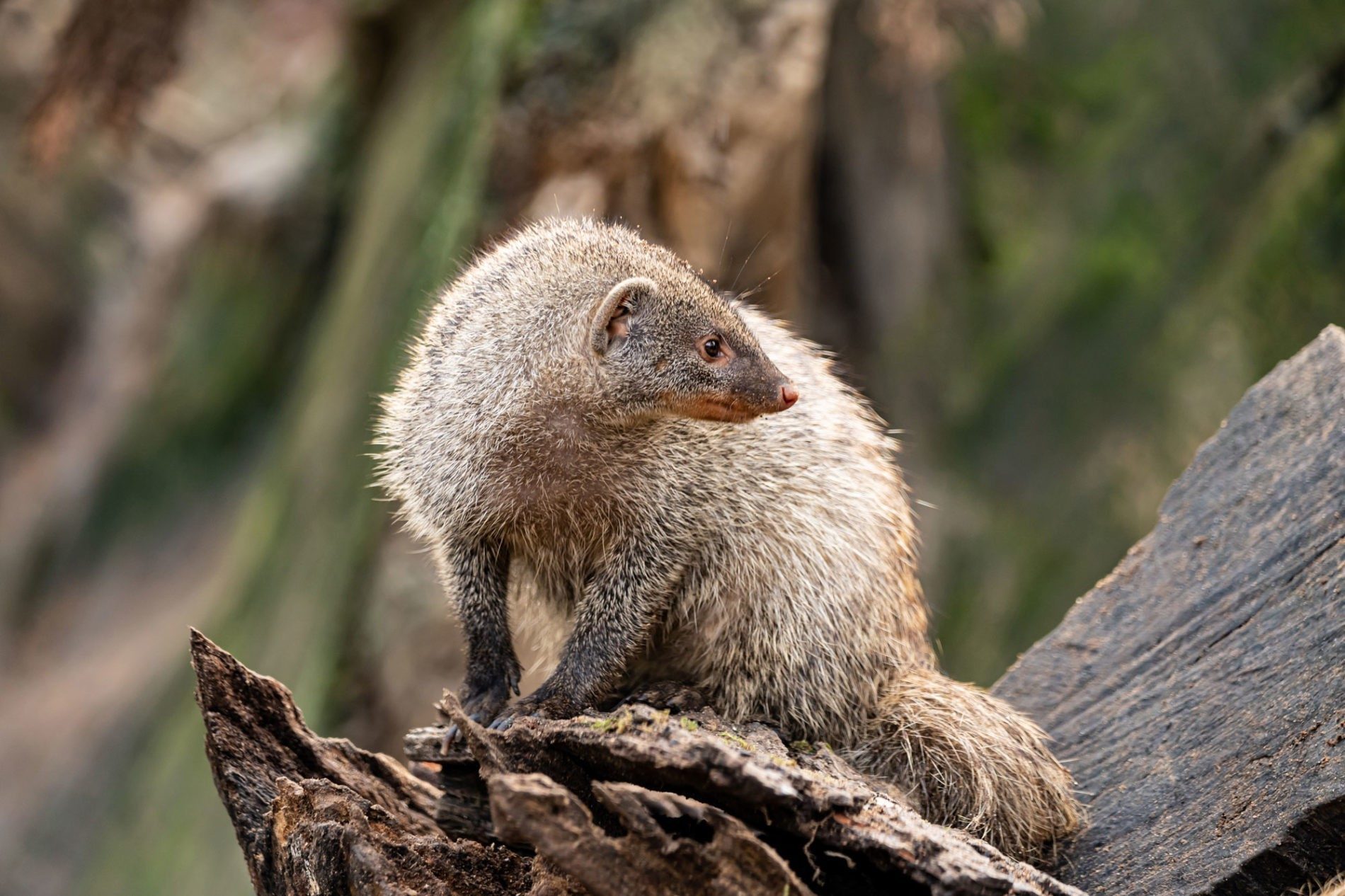 Zebramanguste - Zoo Dresden