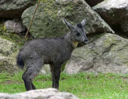 New arrival joins our long-tailed goral herd - Zoo Dresden
