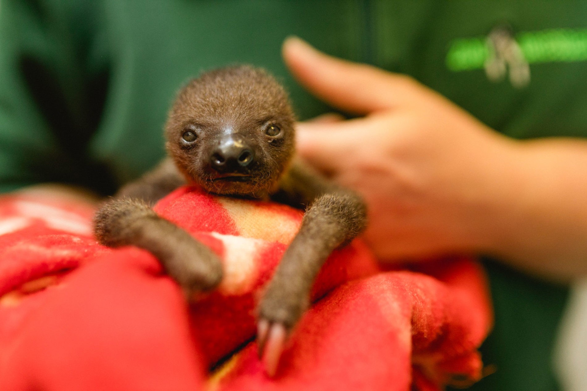 A tricky start for Lele - Zoo Dresden