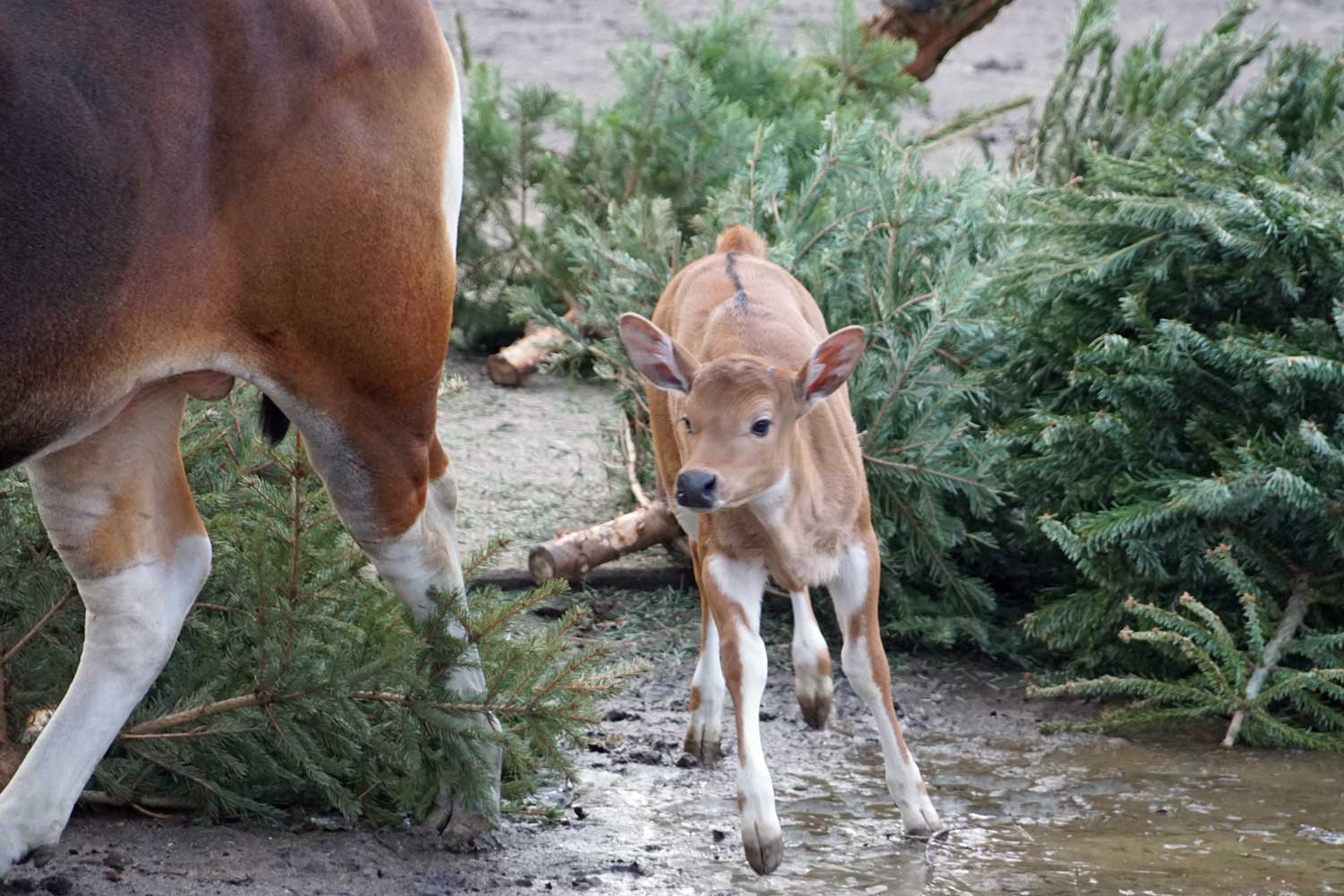 Bantengs welcome new arrival - Zoo Dresden