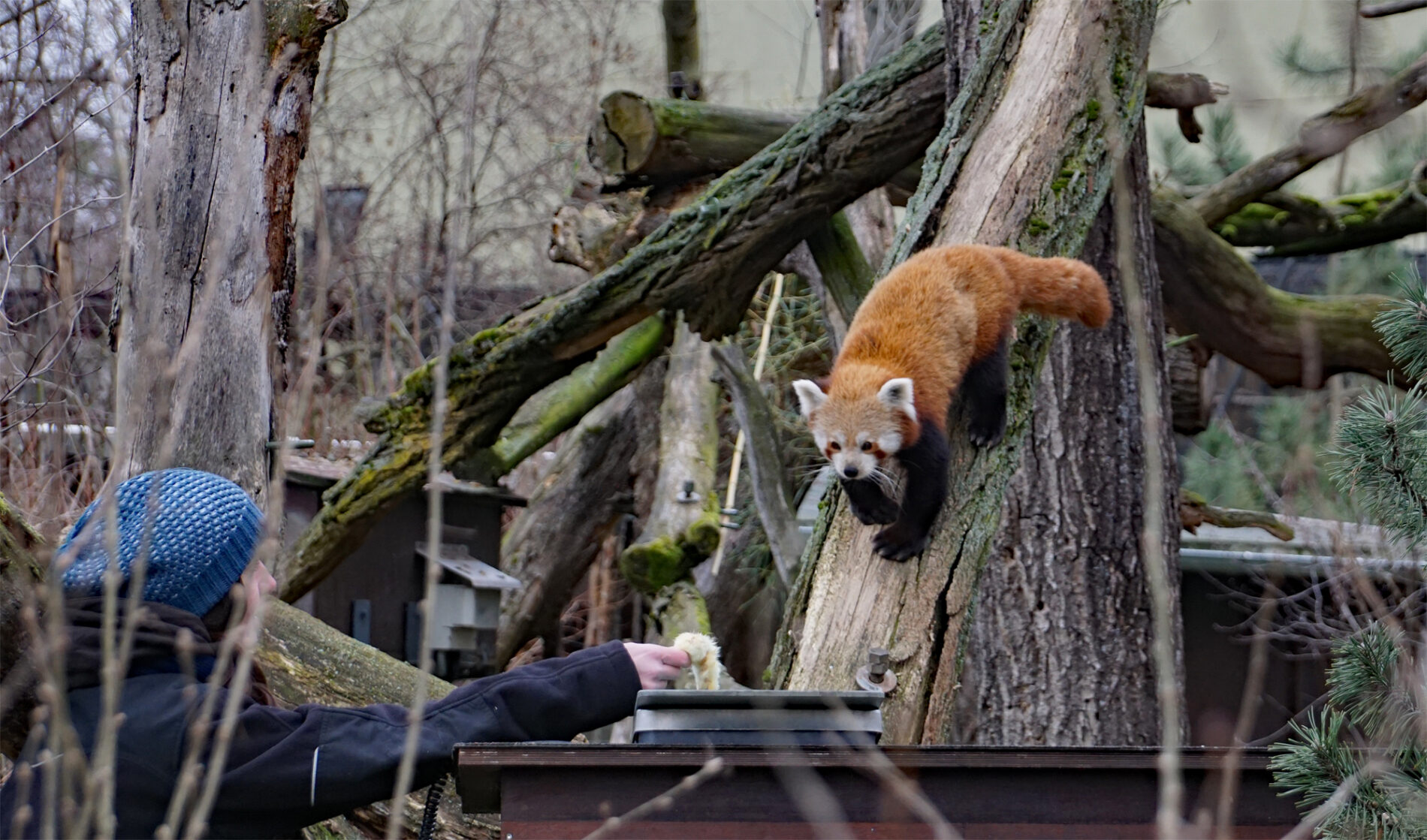 Animal inventory at the zoo - Zoo Dresden