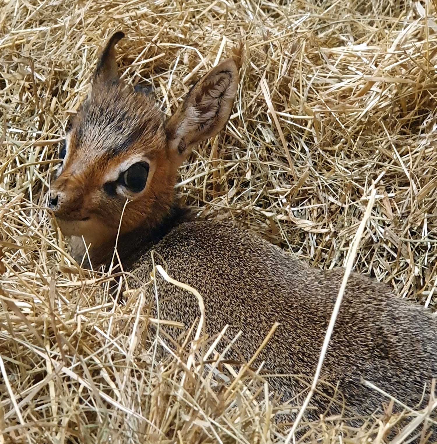 New arrival for the Kirk’s dik-diks - Zoo Dresden