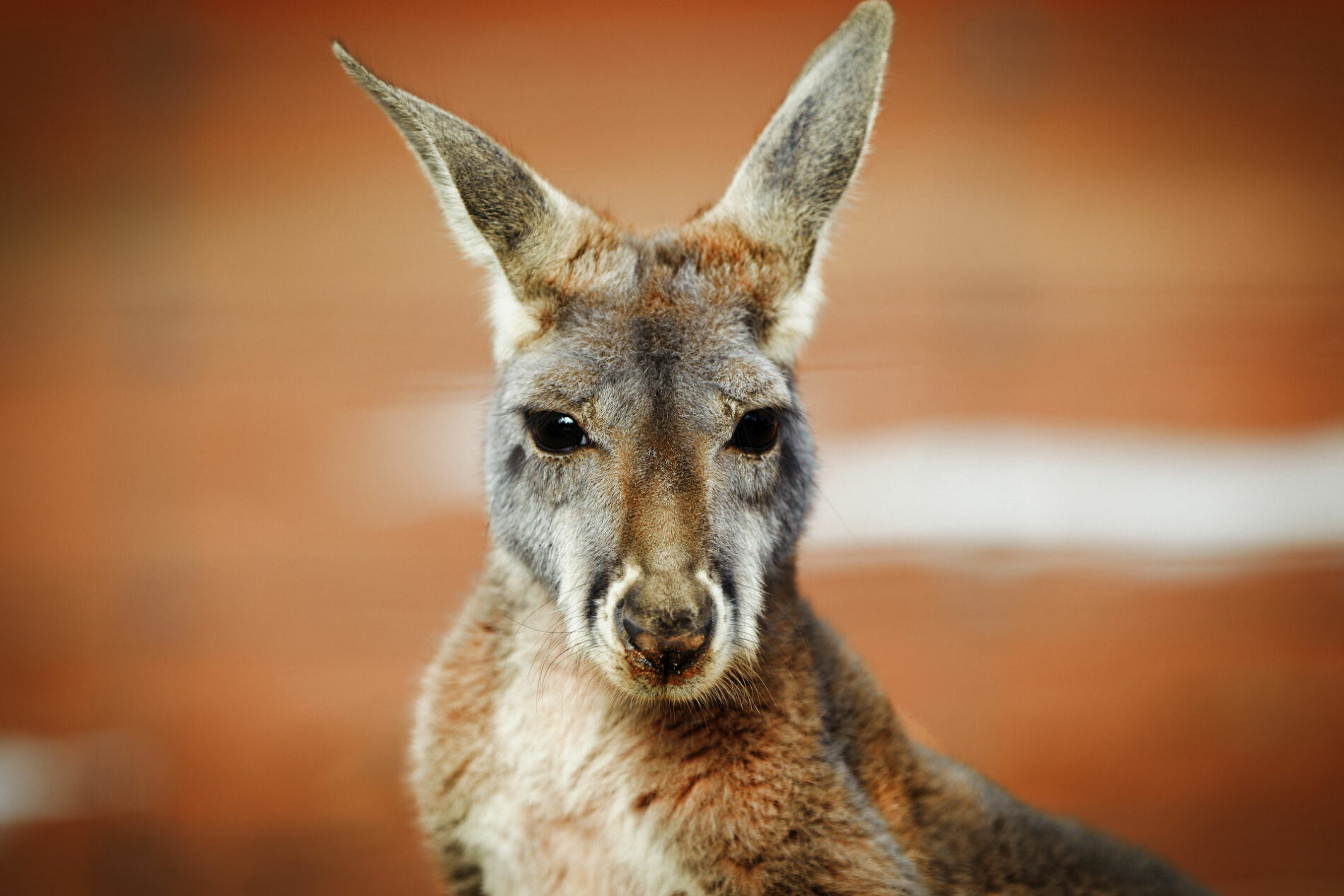 Construction of a new red kangaroos enclosure - Zoo Dresden