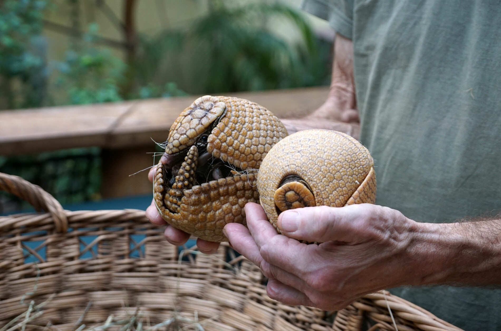 Inventory of the animals at the zoo - Zoo Dresden