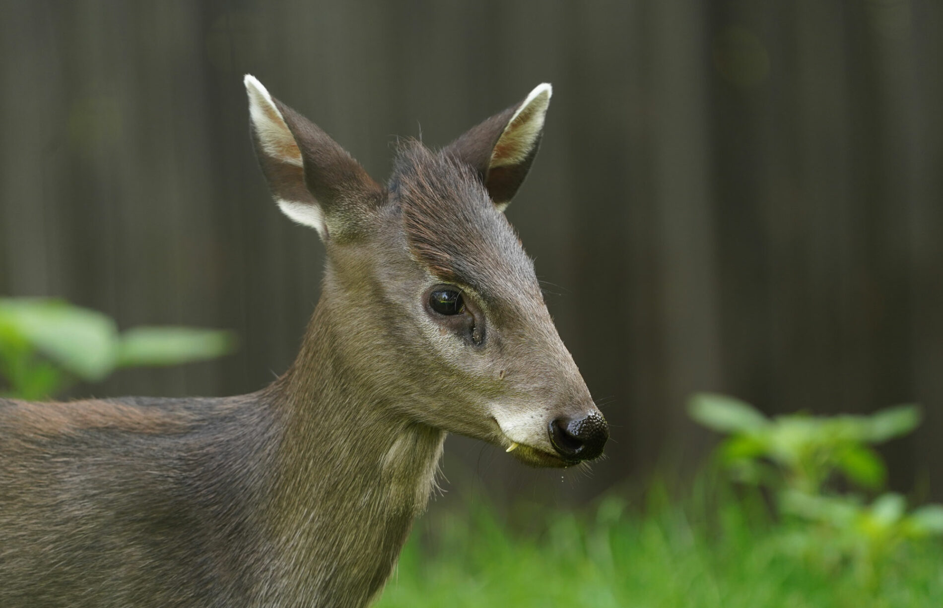 Tufted Deer Male