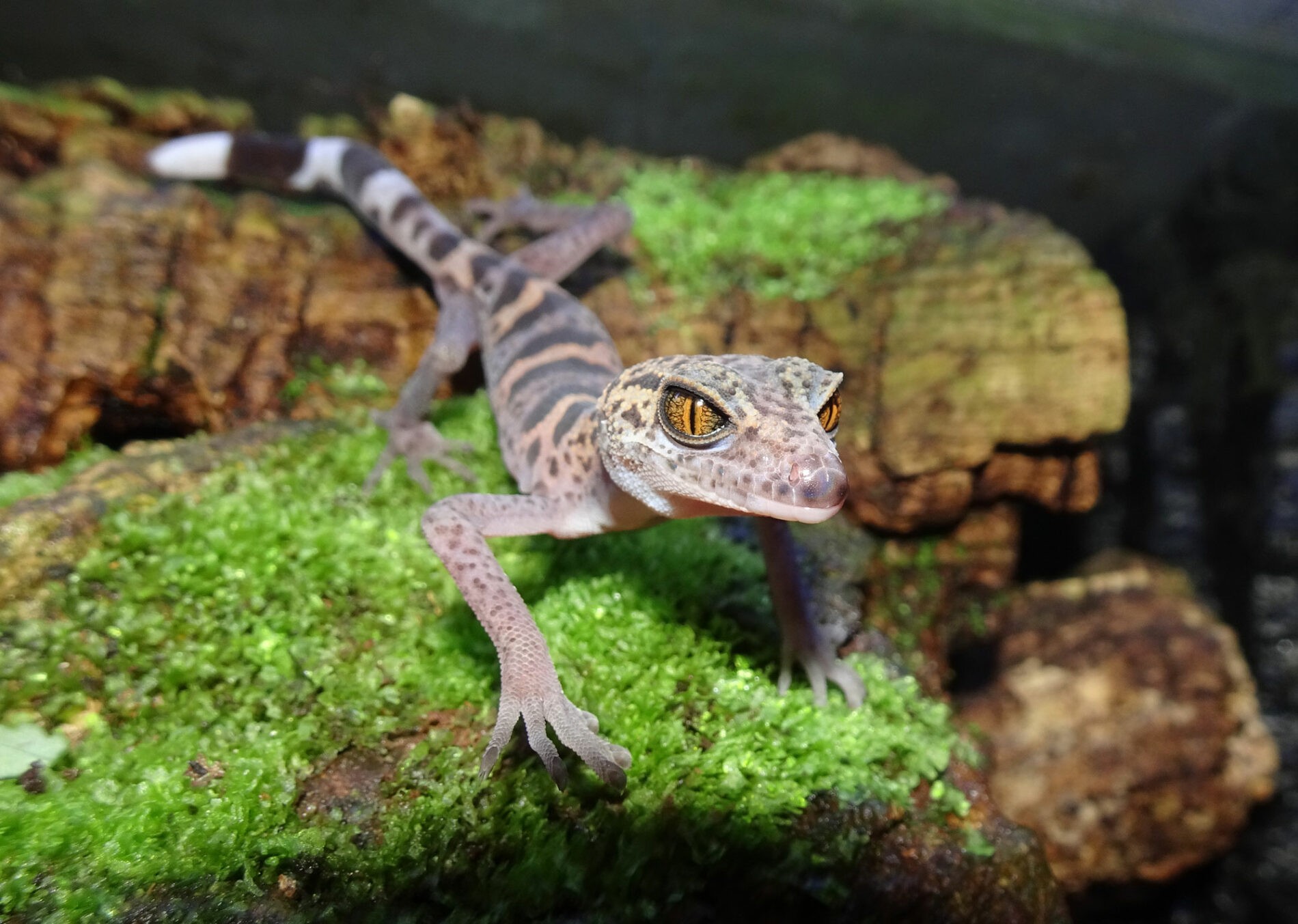 The gecko is Zoo Animal of the Year 2024 - Zoo Dresden