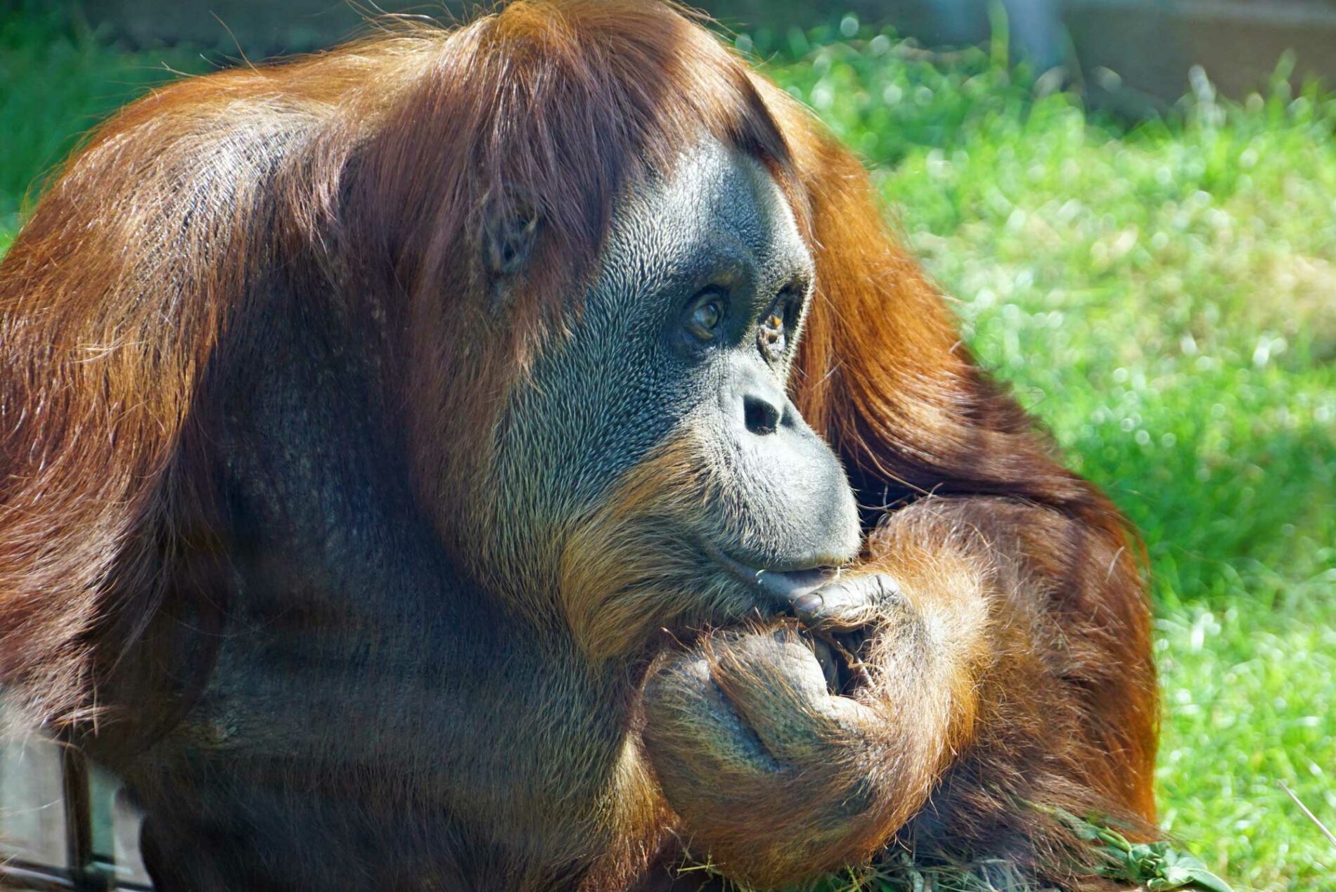 Welcome to Dresden Zoo! | Animals so close you can almost touch them ...