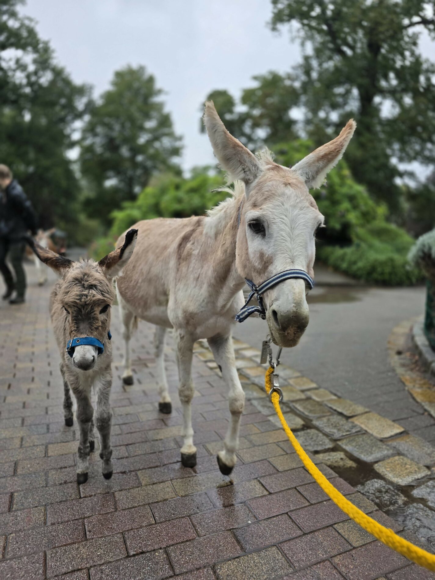 Willkommen im Zoo Dresden | Tierisch was erleben - Zoo Dresden