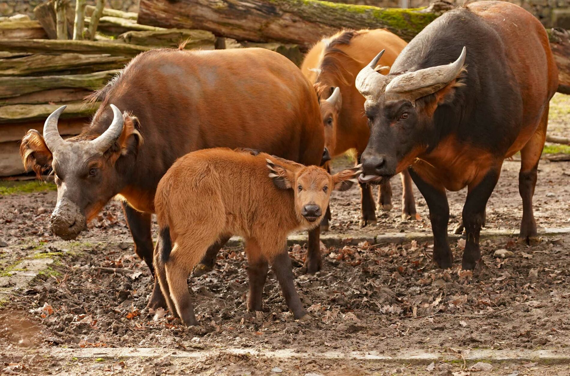 Hatari, our new African forest buffalo calf - Zoo Dresden