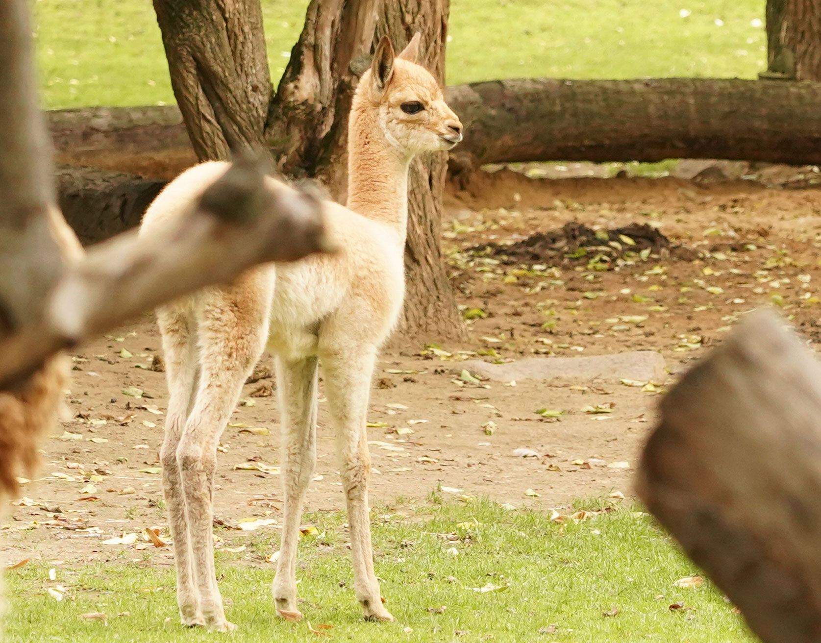 Welcome to Dresden Zoo! | Animals so close you can almost touch them ...