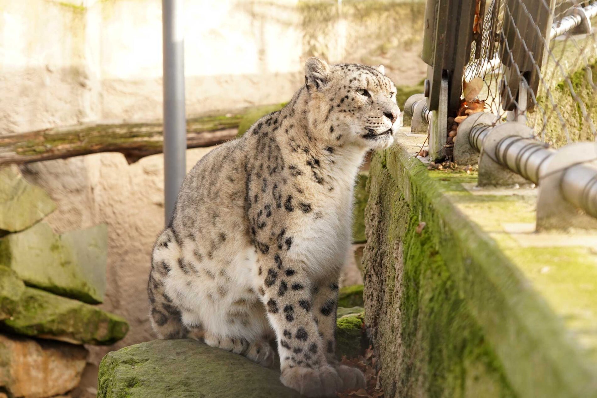 New addition to our snow leopards - Zoo Dresden